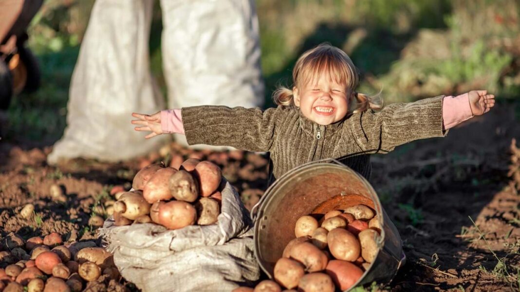 Autumn Break: From potato fields to family hygge - Last Week in Denmark